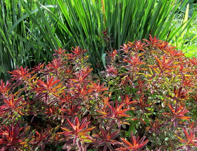 Photo of the entire plant of Euphorbia (Euphorbia epithymoides 'Bonfire ...