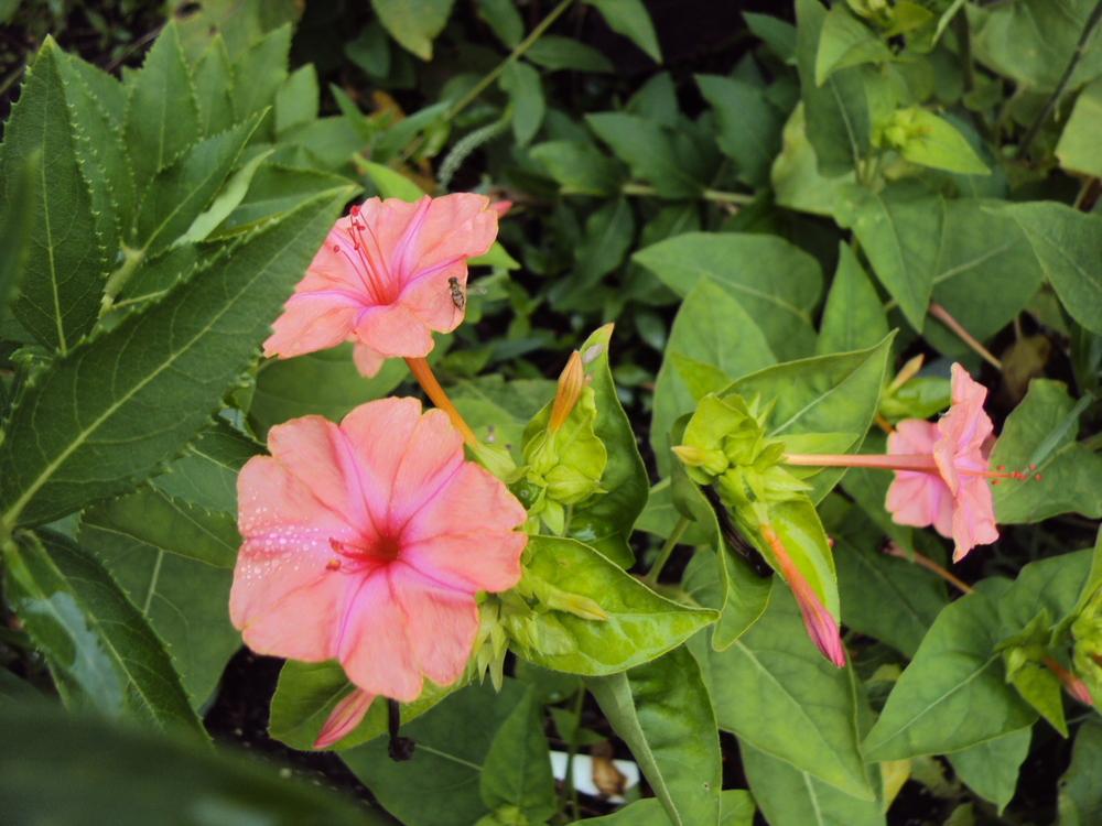 Mirabilis: Plant Care and Collection of Varieties - Garden.org