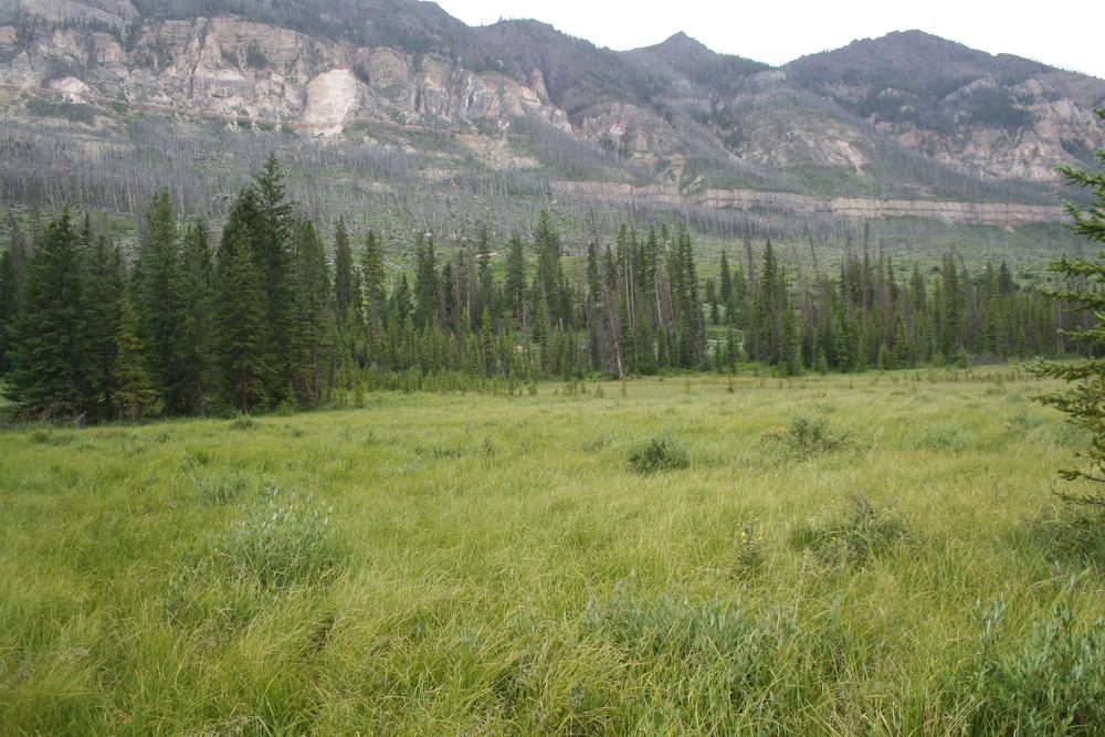 Nebraska Sedge (Carex nebraskensis) in the Sedges Database - Garden.org