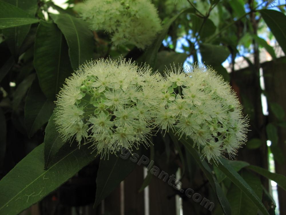 Weeping Lilly Pilly (Syzygium floribundum) - Garden.org