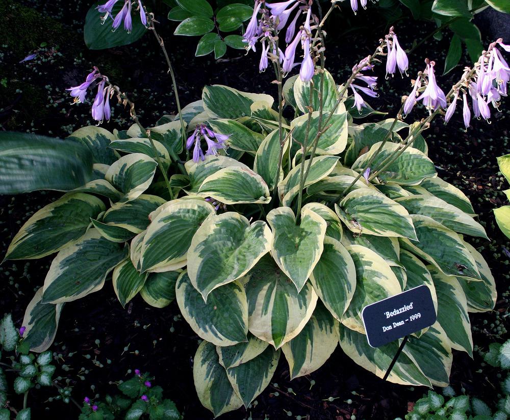 Photo of the entire plant of Hosta 'Bedazzled' posted by floota - Garden.org