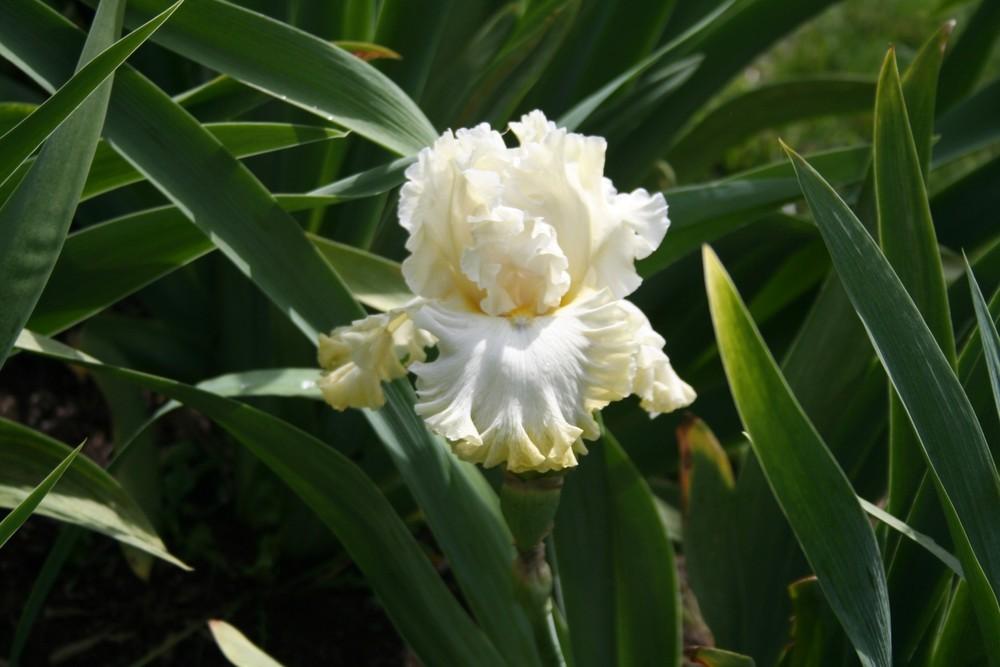 Photo of the bloom of Tall Bearded Iris (Iris 'Sugar Bomb') posted by ...