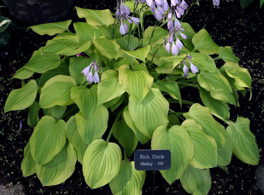 Hosta 'Rich Uncle' in the Hostas Database - Garden.org