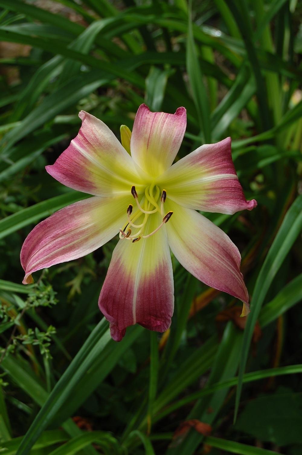 Photo of the bloom of Daylily (Hemerocallis 'Wilson Spider') posted by ...