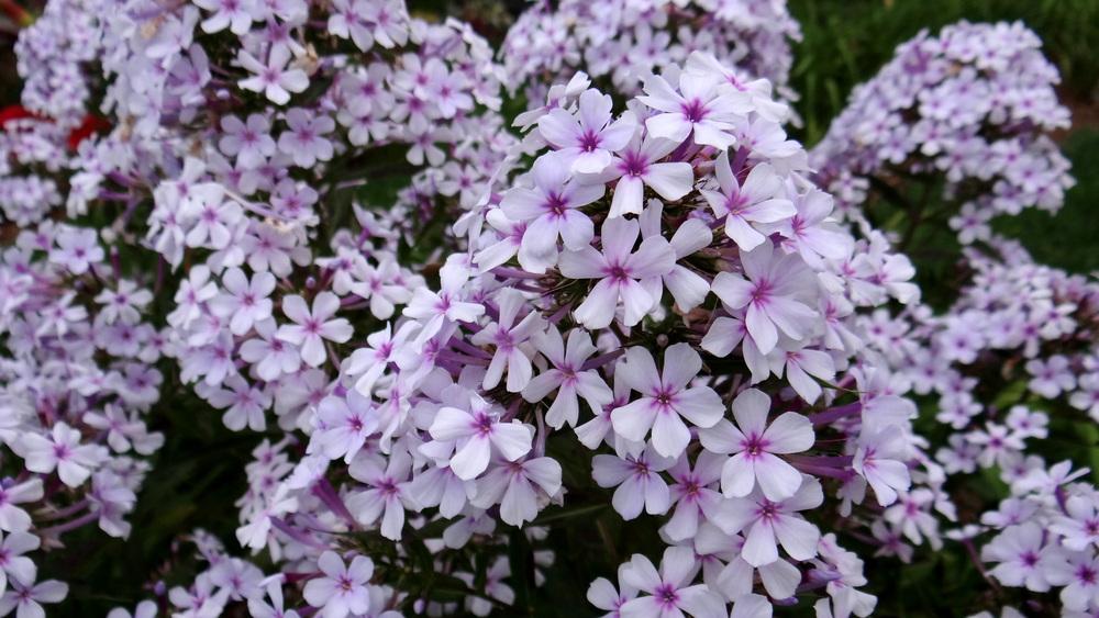 Photo of the bloom of Garden Phlox (Phlox paniculata 'Delta Snow ...