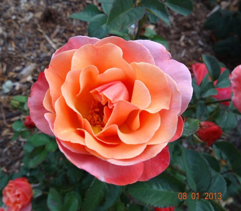 Photo of the bloom of Rose (Rosa 'Colorific') posted by Skiekitty ...