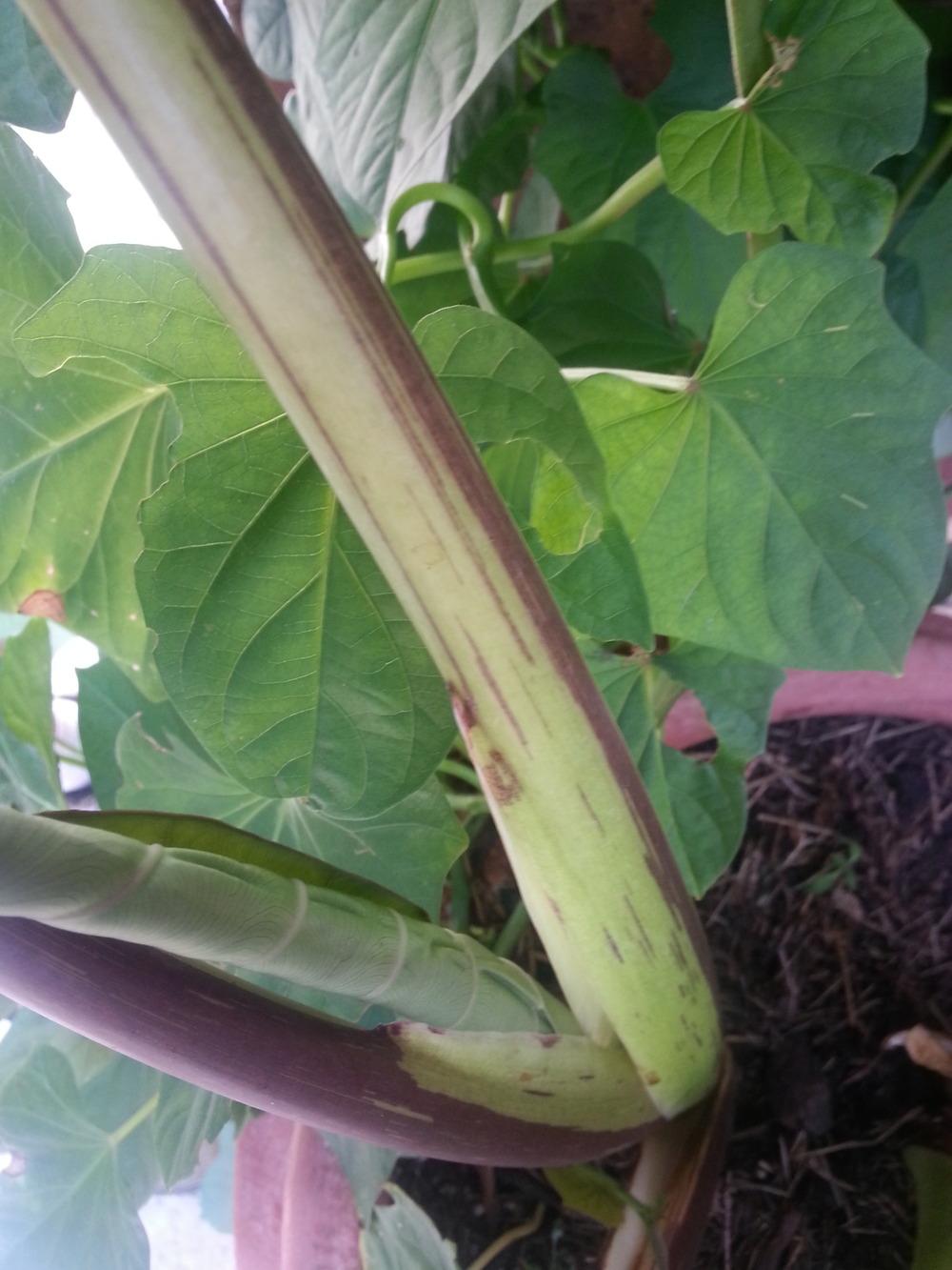 Photo of the stem, scape, stalk or bark of Elephant Ear (Colocasia ...