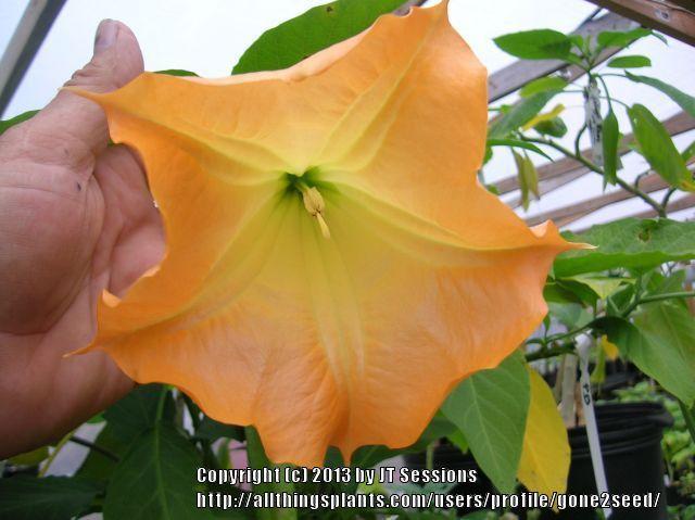Angel's Trumpet (Brugmansia 'Orange Sunshine') in the Angel's Trumpets ...
