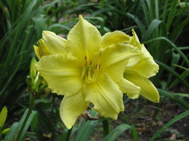 Photo of the bloom of Daylily (Hemerocallis 'Fragrant Returns') posted ...