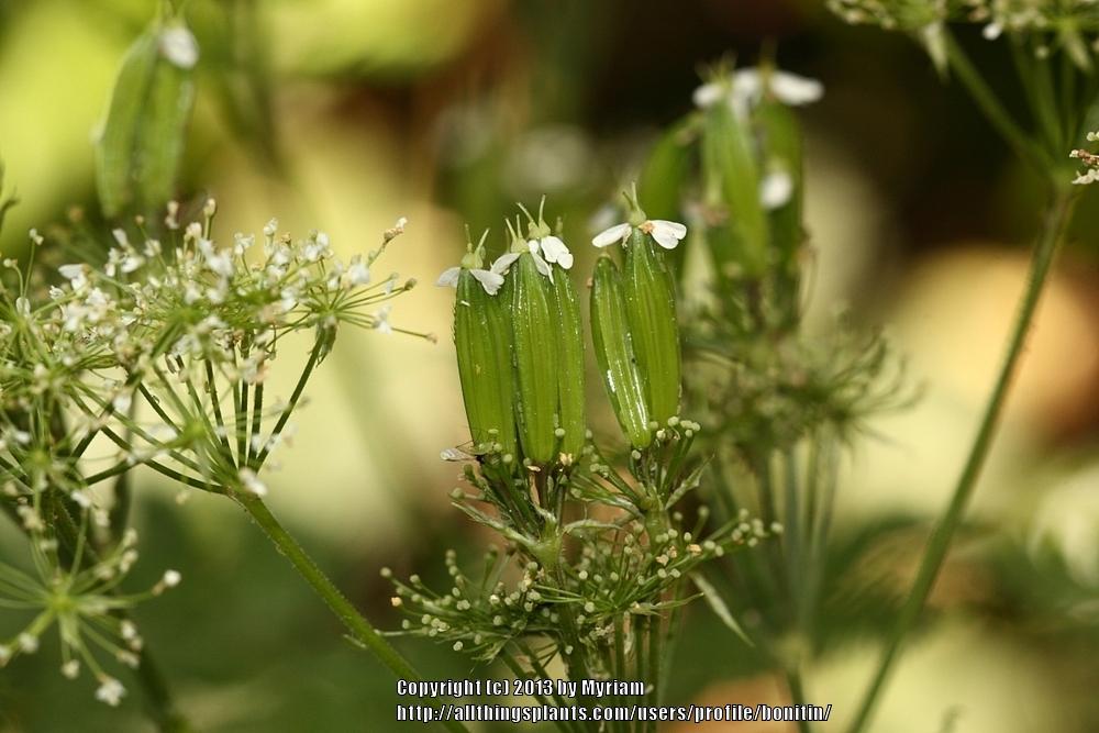 Photo of the seed pods or heads of Sweet Cicely (Myrrhis odorata ...