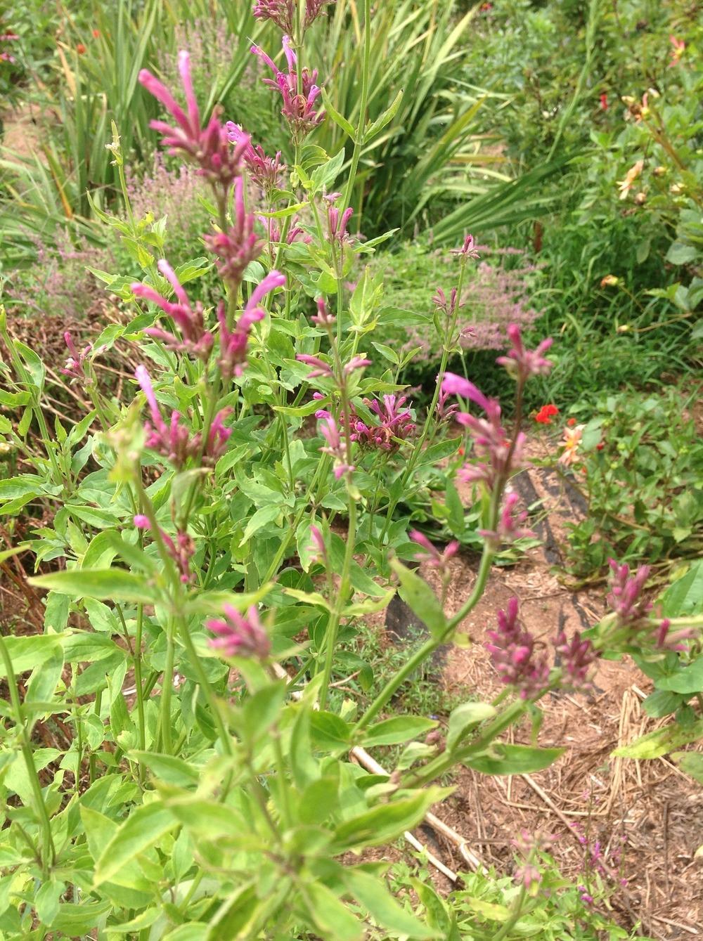 Hummingbird Mint (Agastache aurantiaca 'Raspberry Daiquiri') in the ...
