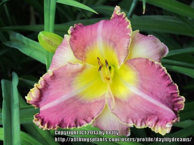 Daylily (Hemerocallis 'Forces of Nature') in the Daylilies Database - Garden.org