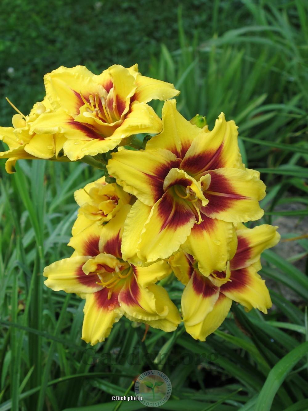 Photo of the entire plant of Daylily (Hemerocallis 'Mount Helena') posted by Char - Garden.org