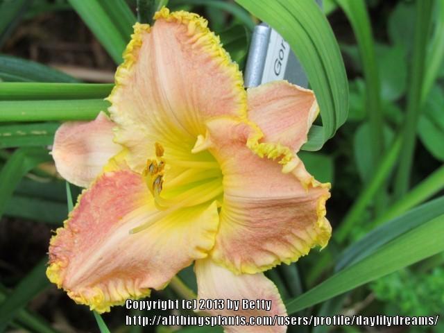 Photo of the bloom of Daylily (Hemerocallis 'Ruth Gordon') posted by ...