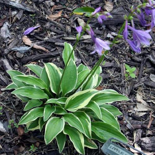 Hosta 'Little Wonder' in the Hostas Database - Garden.org