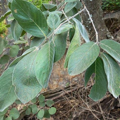 Velvet Bushwillow (Combretum molle) - Garden.org