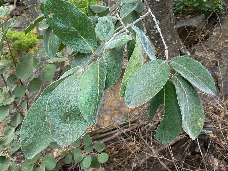 Velvet Bushwillow (Combretum molle) - Garden.org