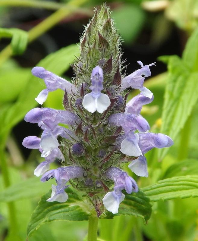Catmint (Nepeta nervosa 'Blue Moon') in the Catmints Database - Garden.org