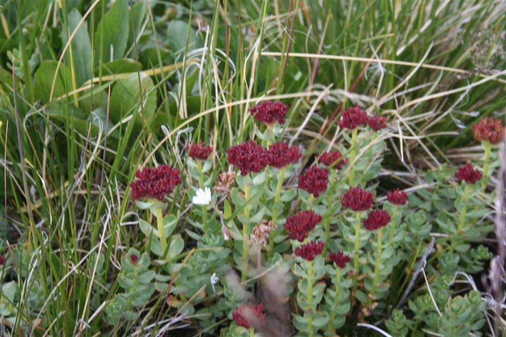 Ledge Stonecrop (Rhodiola integrifolia) - Garden.org