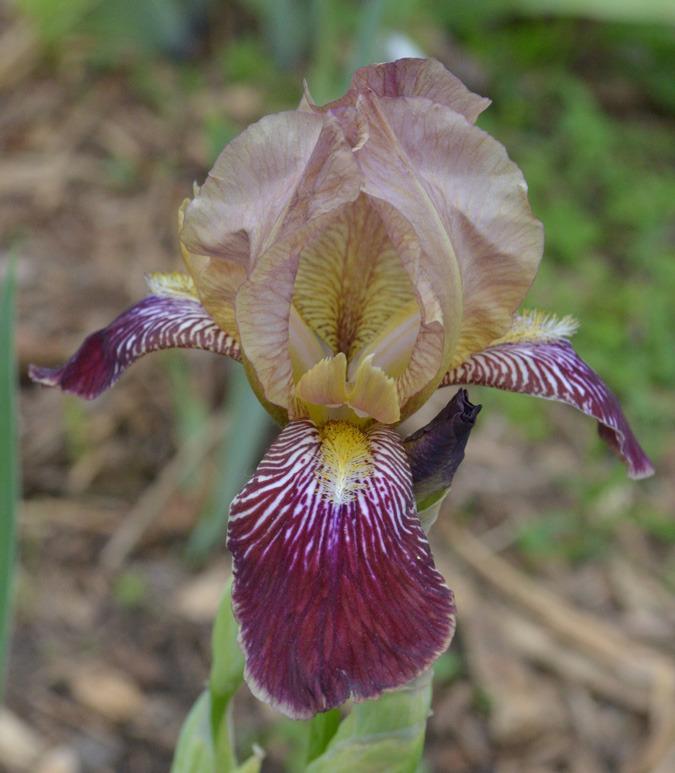 Tall Bearded Iris (Iris 'Col. Candelot') in the Irises Database ...
