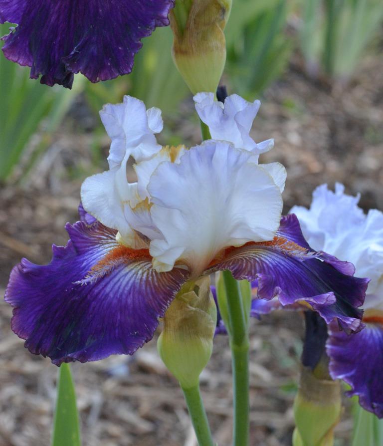 Photo of the bloom of Tall Bearded Iris (Iris 'Some Enchanted Evening ...
