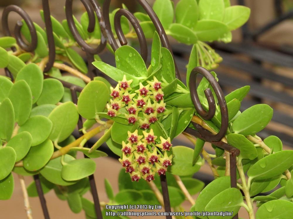 Photo of the bloom of Wax Plant (Hoya cumingiana) posted by ...
