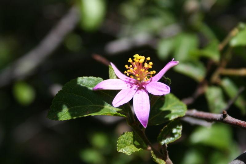 Photo of the bloom of Crossberry (Grewia occidentalis) posted by ...