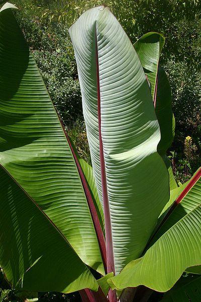 False Bananas: Plant Care and Collection of Varieties - Garden.org
