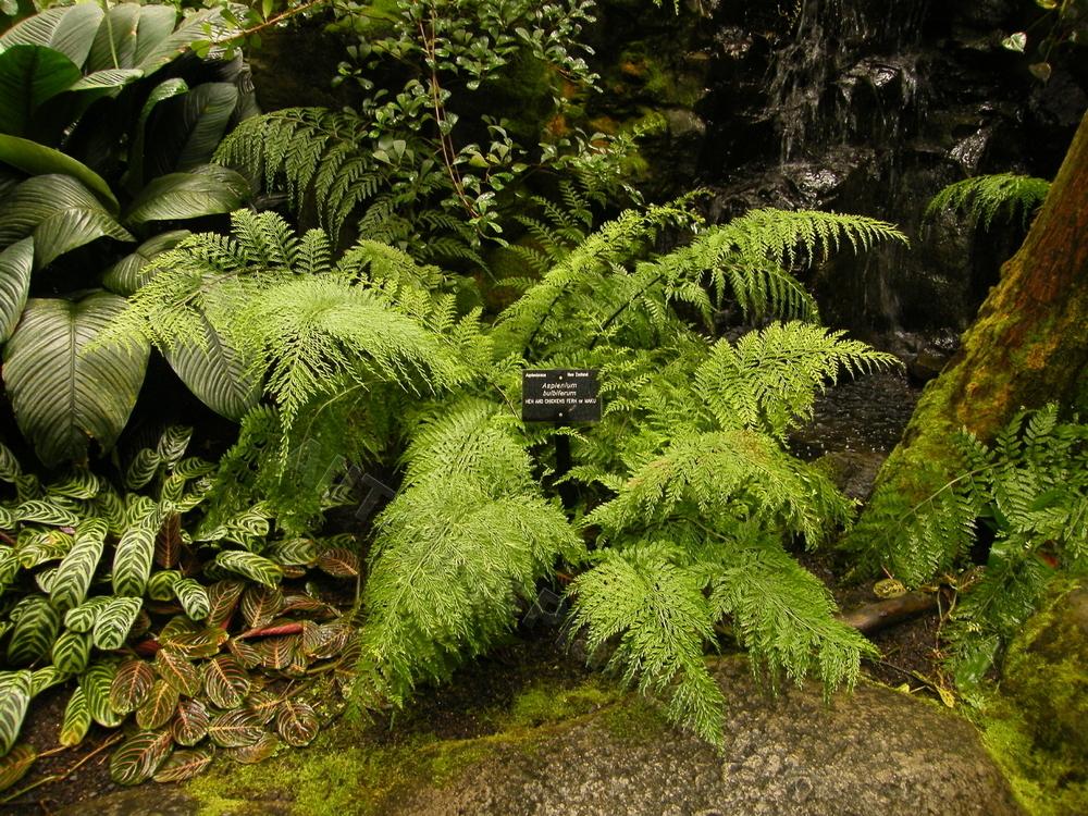 Photo of the entire plant of Hen And Chicken Fern (Asplenium bulbiferum ...