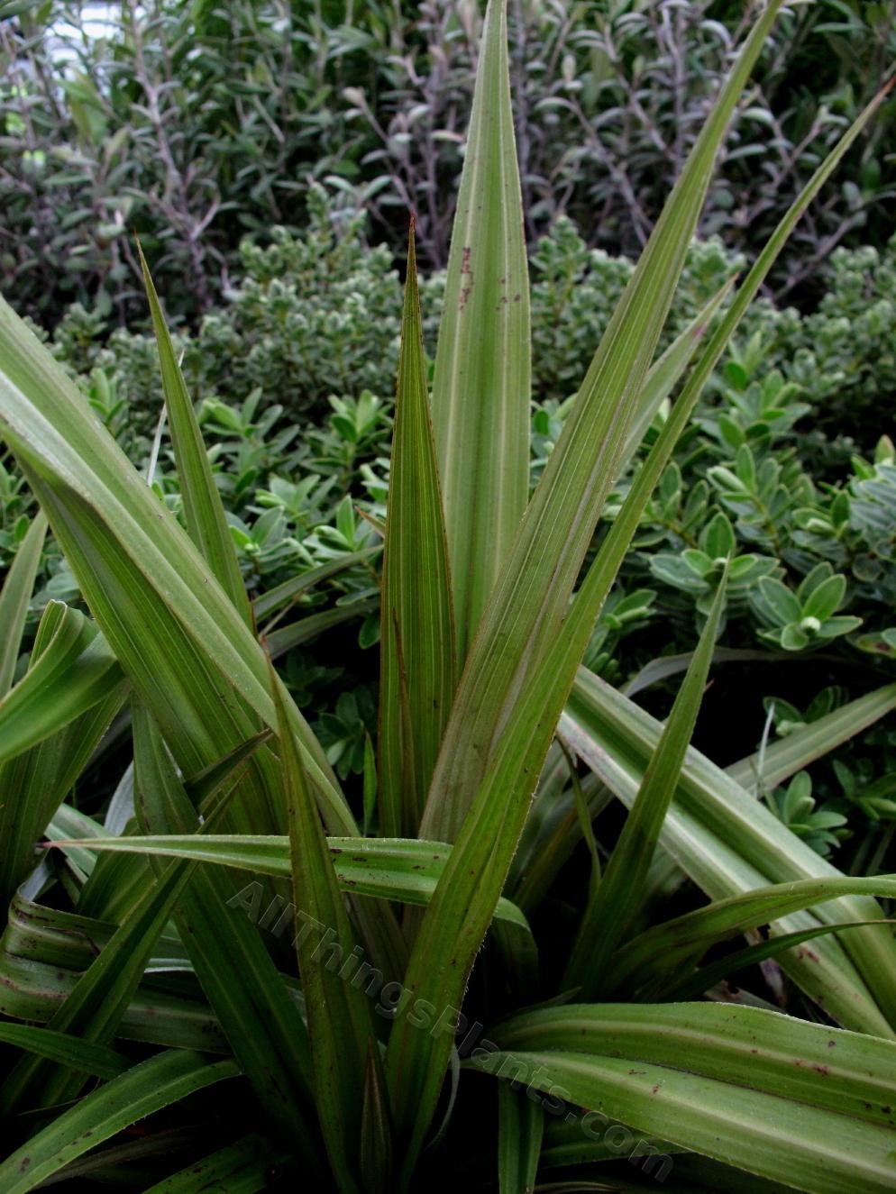 Bush Flax (Astelia fragrans) - Garden.org