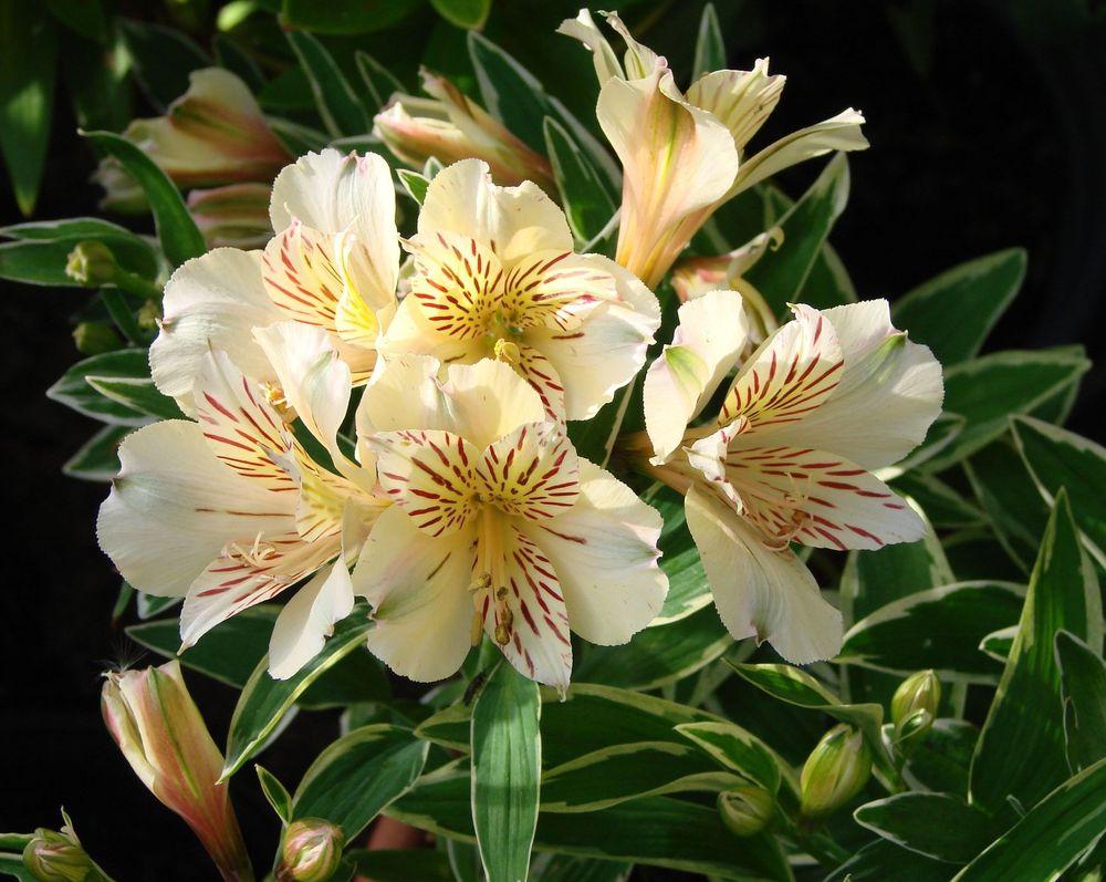 Photo of the bloom of Peruvian Lily (Alstroemeria Princess Lilies ...