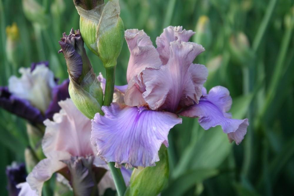 Photo of the bloom of Tall Bearded Iris (Iris 'Silk Run') posted by ...