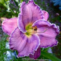 Photo of the bloom of Daylily (Hemerocallis 'Carla Ruth') posted by ...