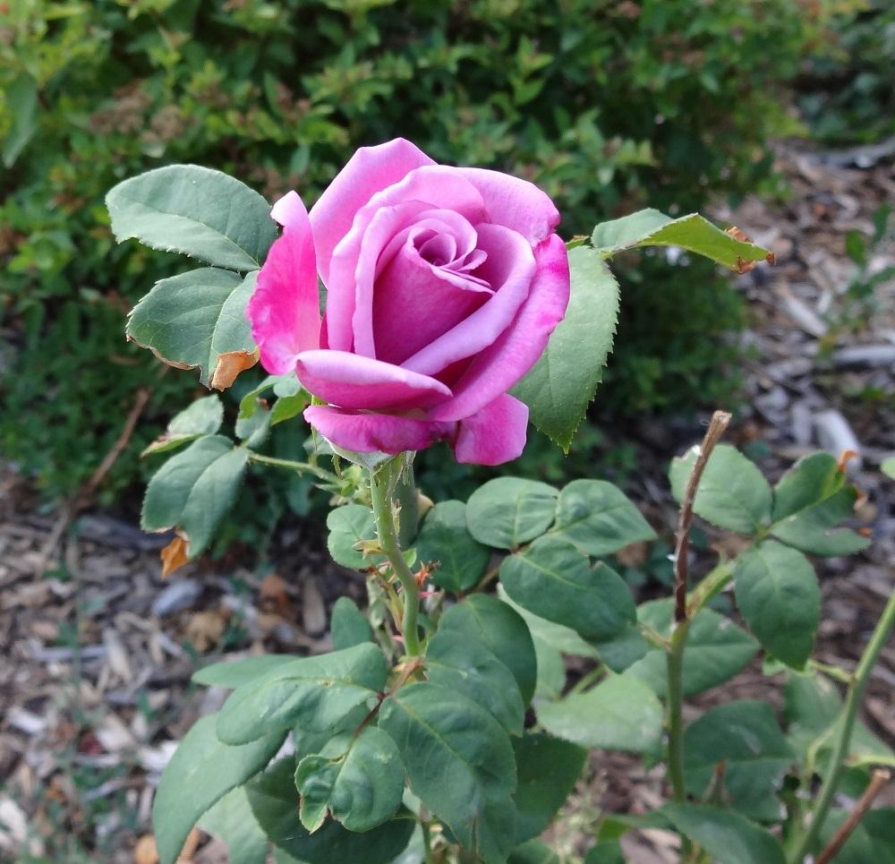 Photo of the closeup of buds, sepals and receptacles of Rose (Rosa ...