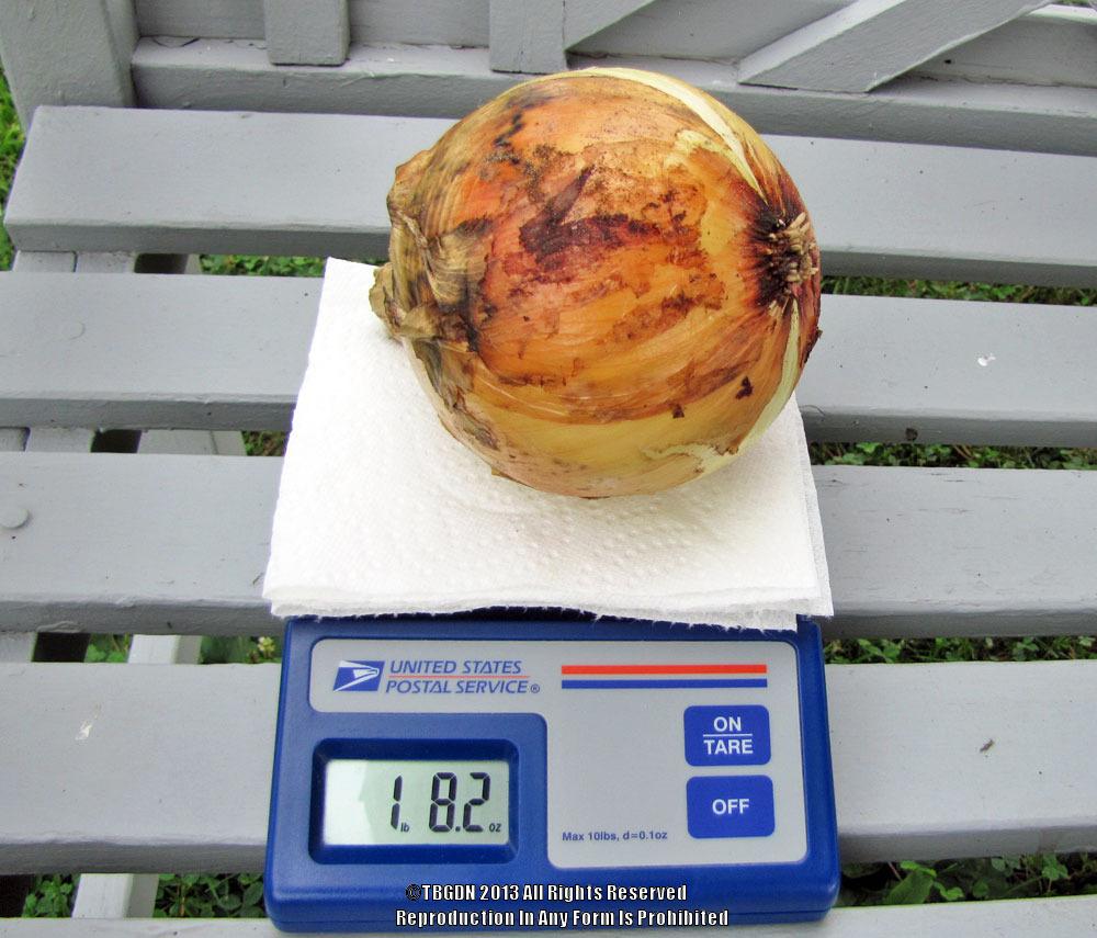 Onions: Plant Care and Collection of Varieties - Garden.org