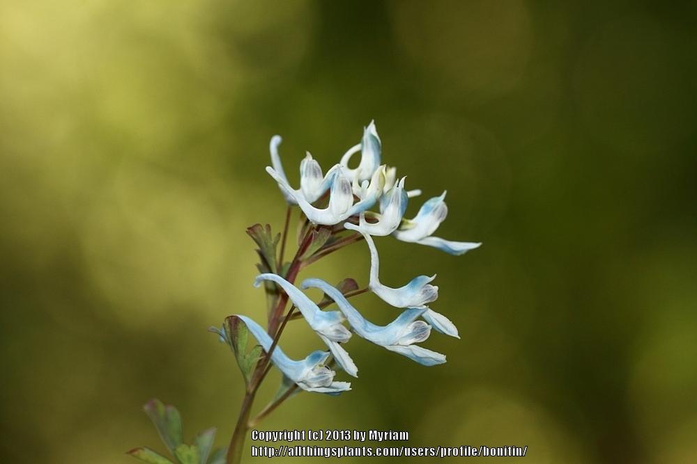 Blue Corydalis (Corydalis flexuosa) - Garden.org