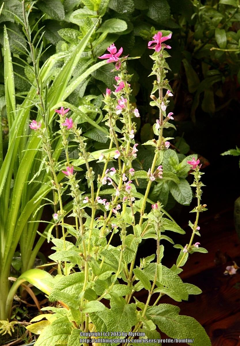 Photo of the entire plant of Salvia (Salvia viridis 'Pink Sunday ...