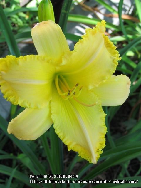 Photo of the bloom of Daylily (Hemerocallis 'Malcolm David Brooker ...