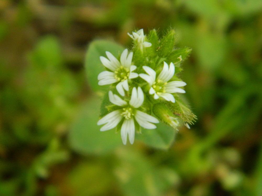 Chickweed: Plant Care and Collection of Varieties - Garden.org