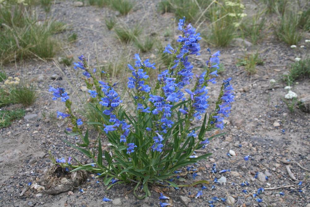 Photo of the entire plant of Dark-blue Penstemon (Penstemon cyaneus ...