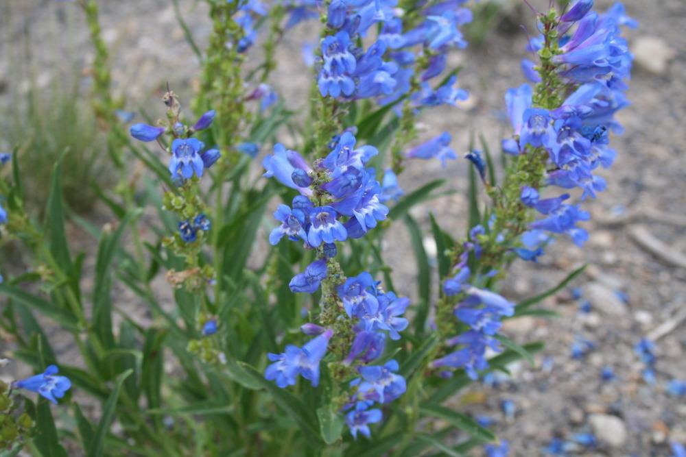 Penstemons: Plant Care and Collection of Varieties - Garden.org