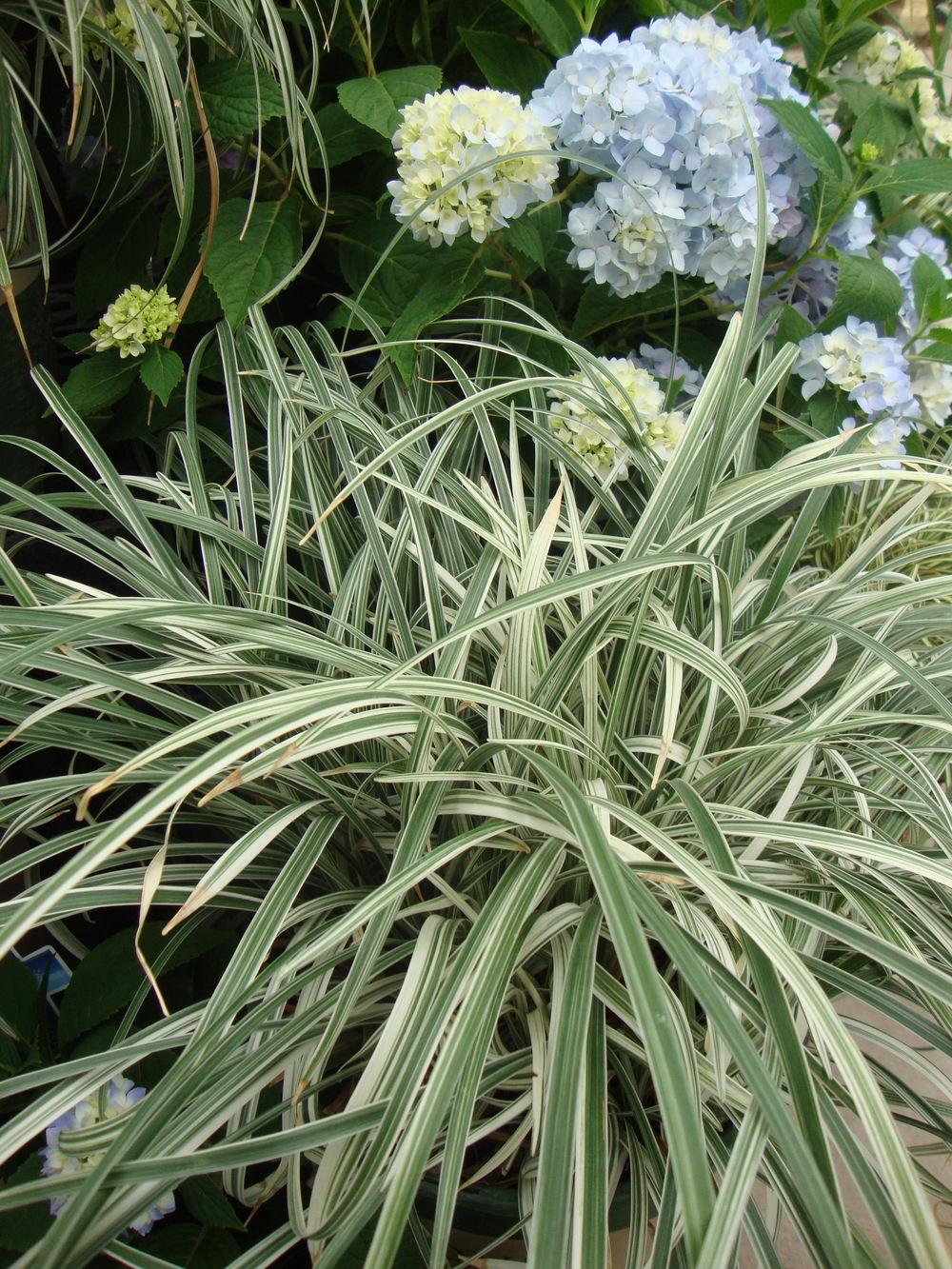 Photo of the entire plant of Creeping Lily Turf (Liriope spicata ...