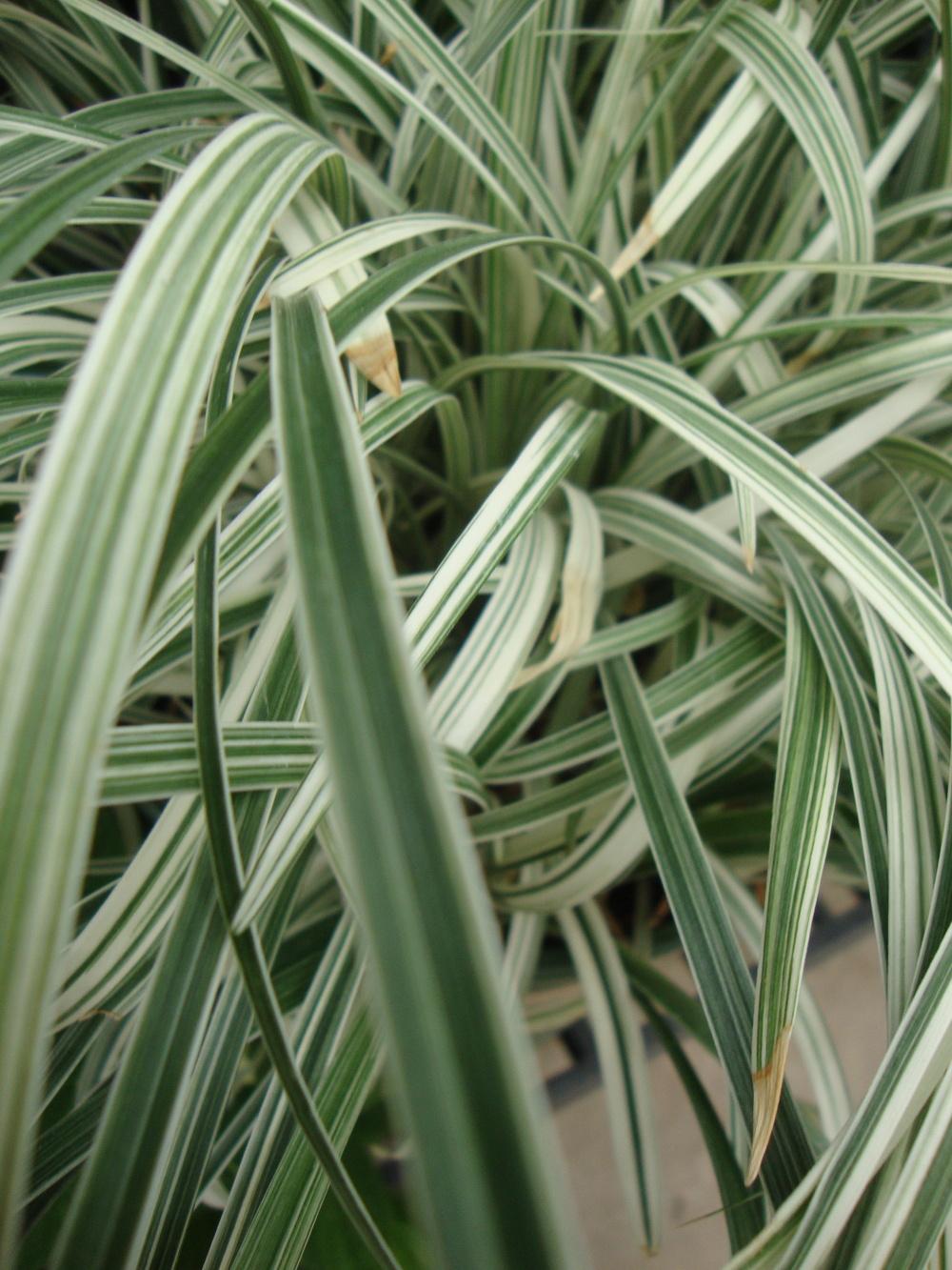 Photo of the leaves of Creeping Lily Turf (Liriope spicata 'Silver ...