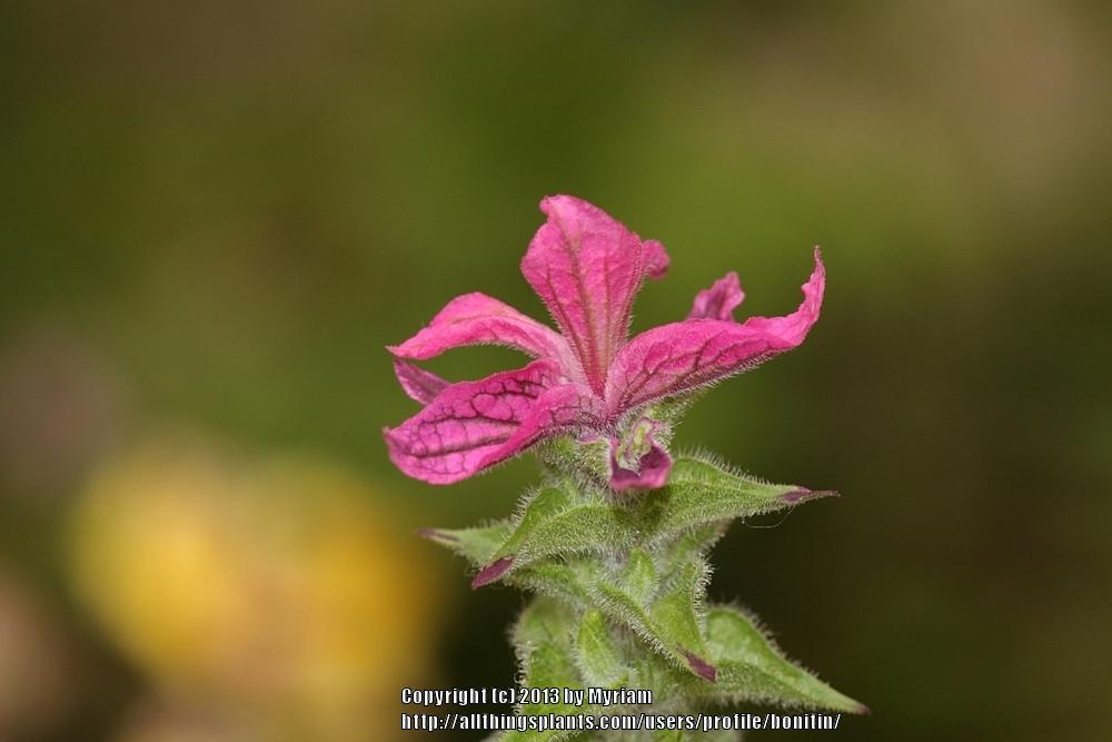 Salvia (Salvia viridis 'Pink Sunday') in the Salvias Database - Garden.org