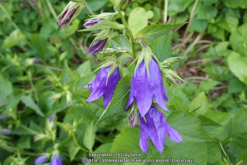 Bellflowers: Plant Care and Collection of Varieties - Garden.org
