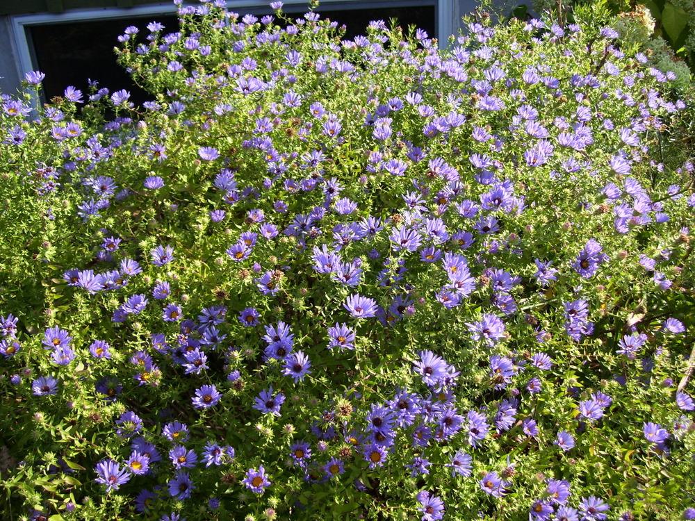 Asters: Plant Care and Collection of Varieties - Garden.org