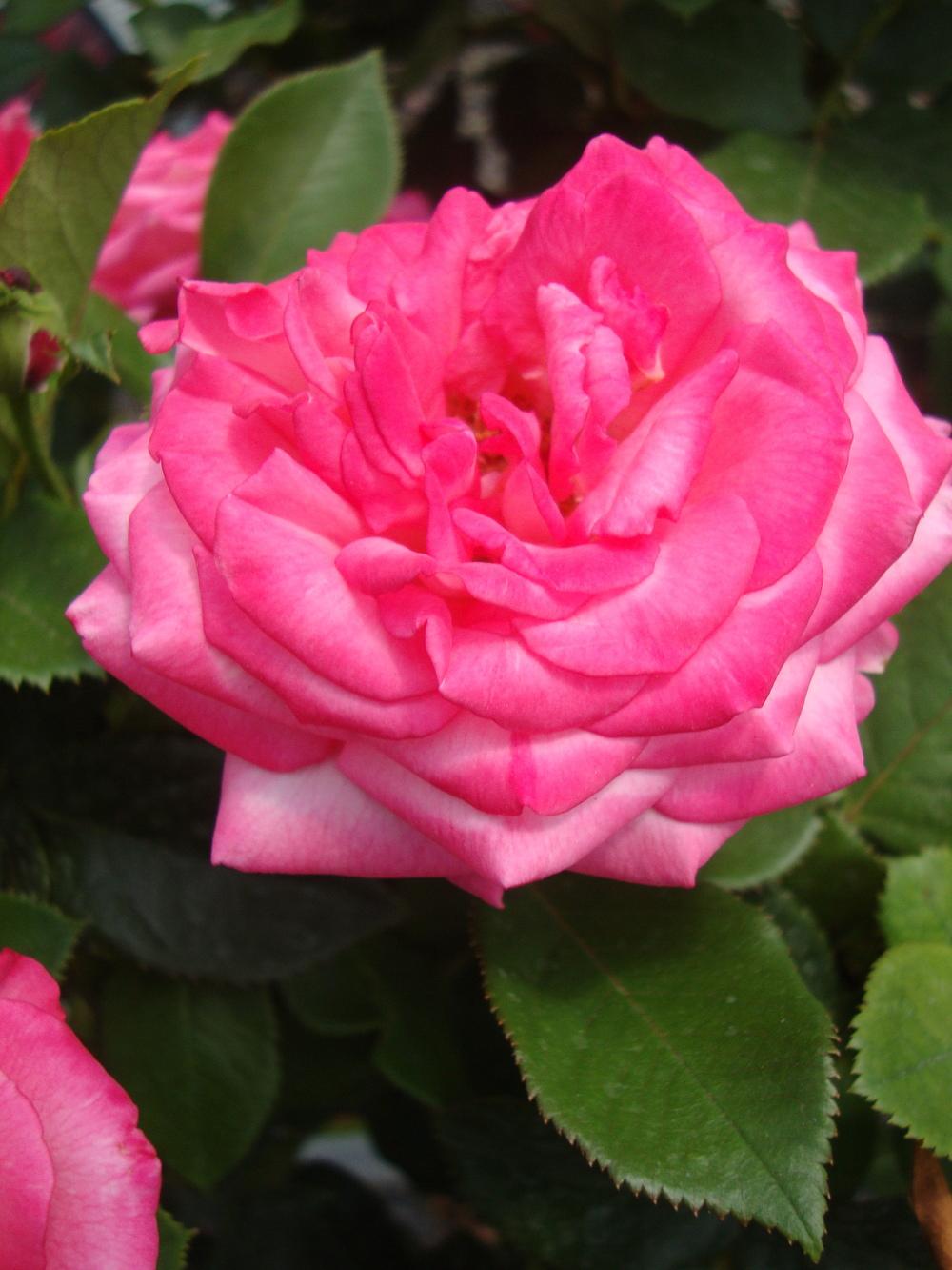 Photo of the entire plant of Rose (Rosa 'Big Momma') posted by Paul2032 ...