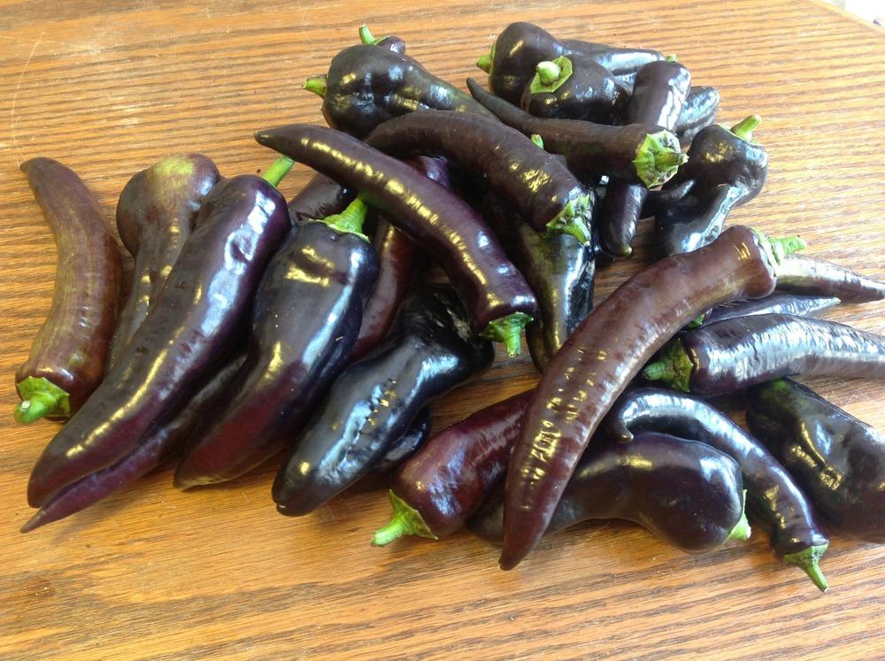 Photo of the fruit of Sweet Pepper (Capsicum annuum 'Purple Marconi ...