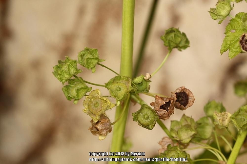 Photo of the seed pods or heads of Mallow (Malva sylvestris 'Magic ...