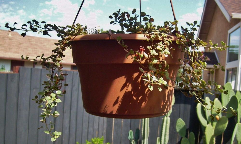 Creeping Fuchsia (Fuchsia procumbens 'Variegata') in the Fuchsias ...